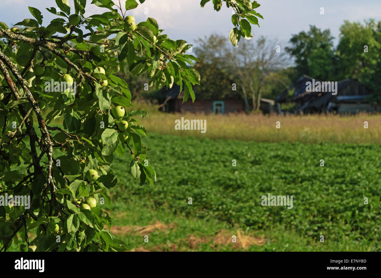 Apple-tree and village house Stock Photo - Alamy