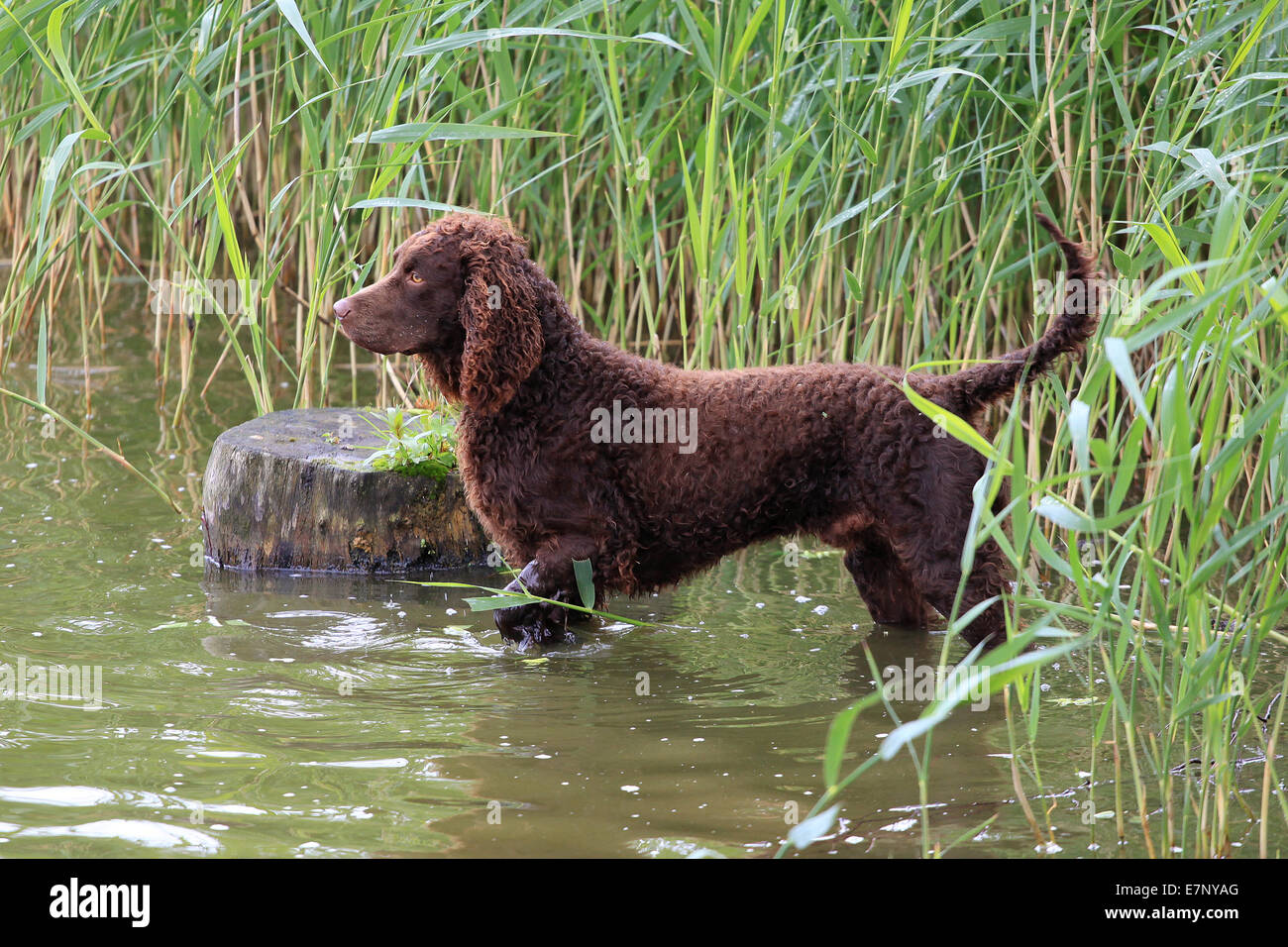 American water spaniel hi-res stock photography and images - Alamy