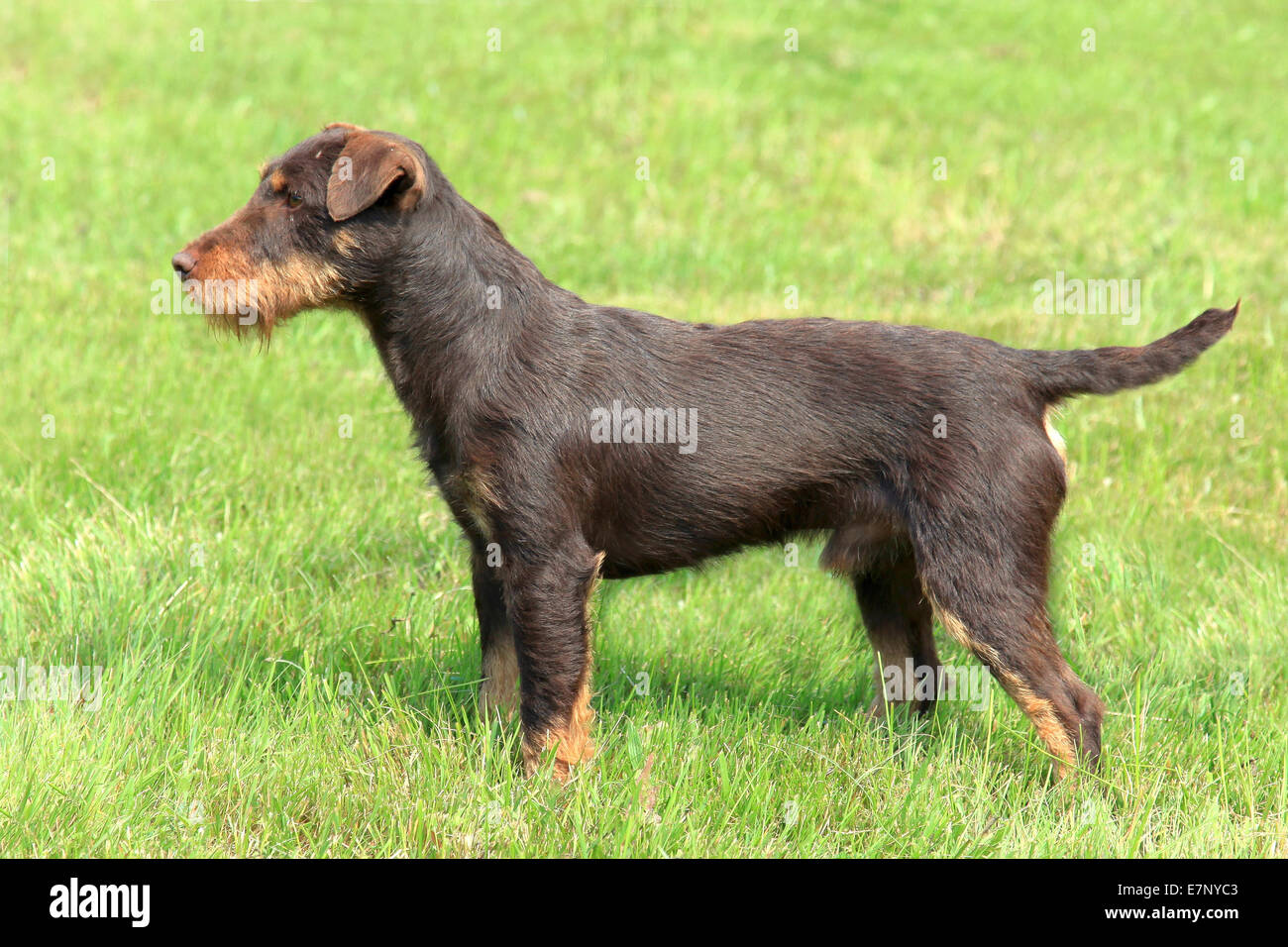 German Hunting Terrier on the green grass lawn Stock Photo - Alamy