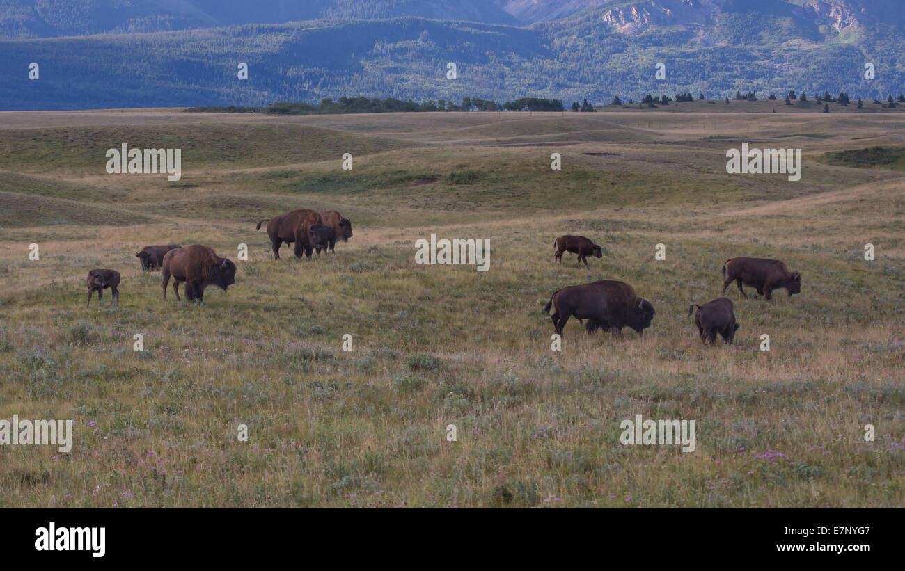 Alberta, USA, United States, North America, America, bison, Canada ...