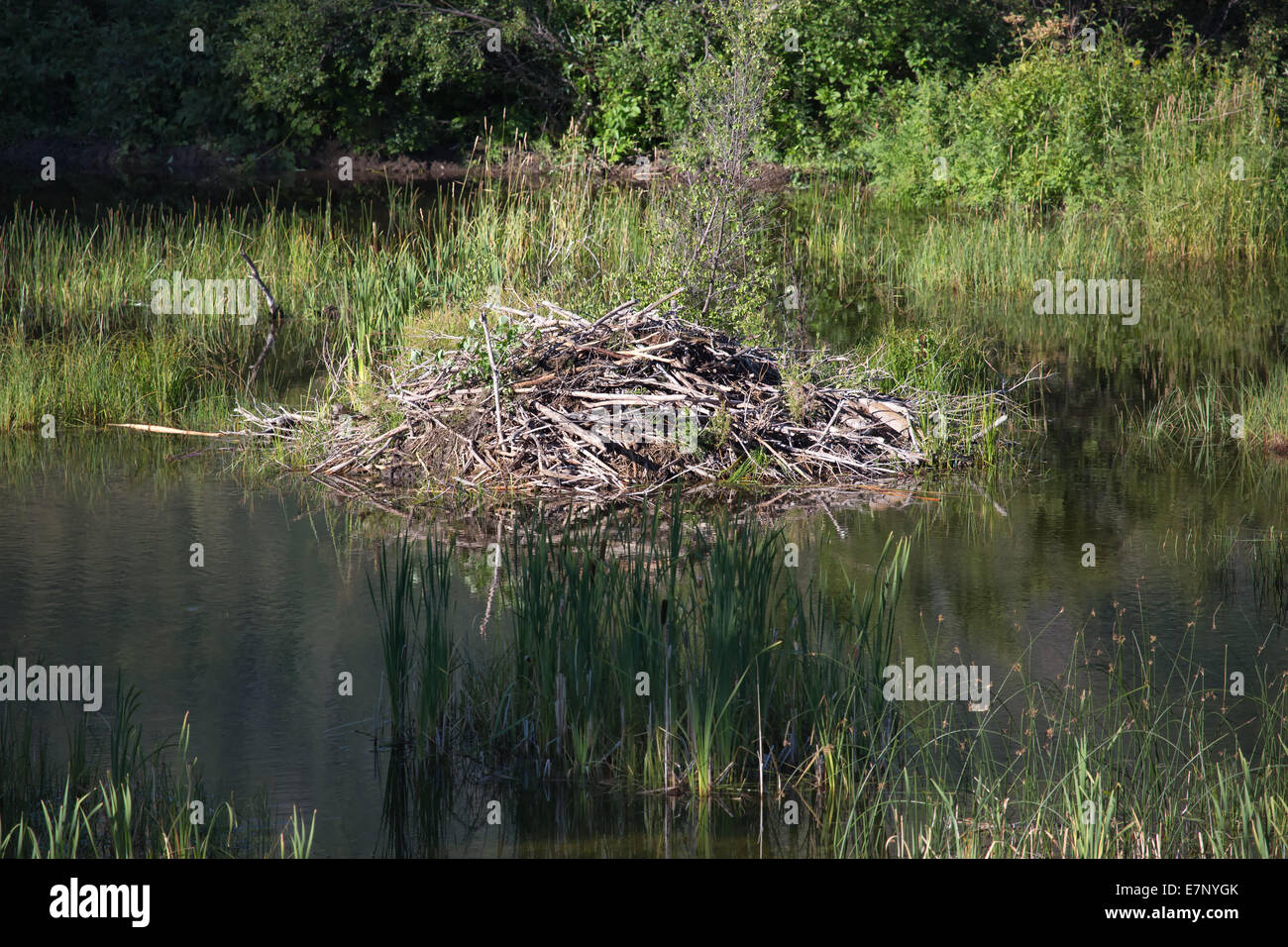 Beavers lodge hi-res stock photography and images - Alamy