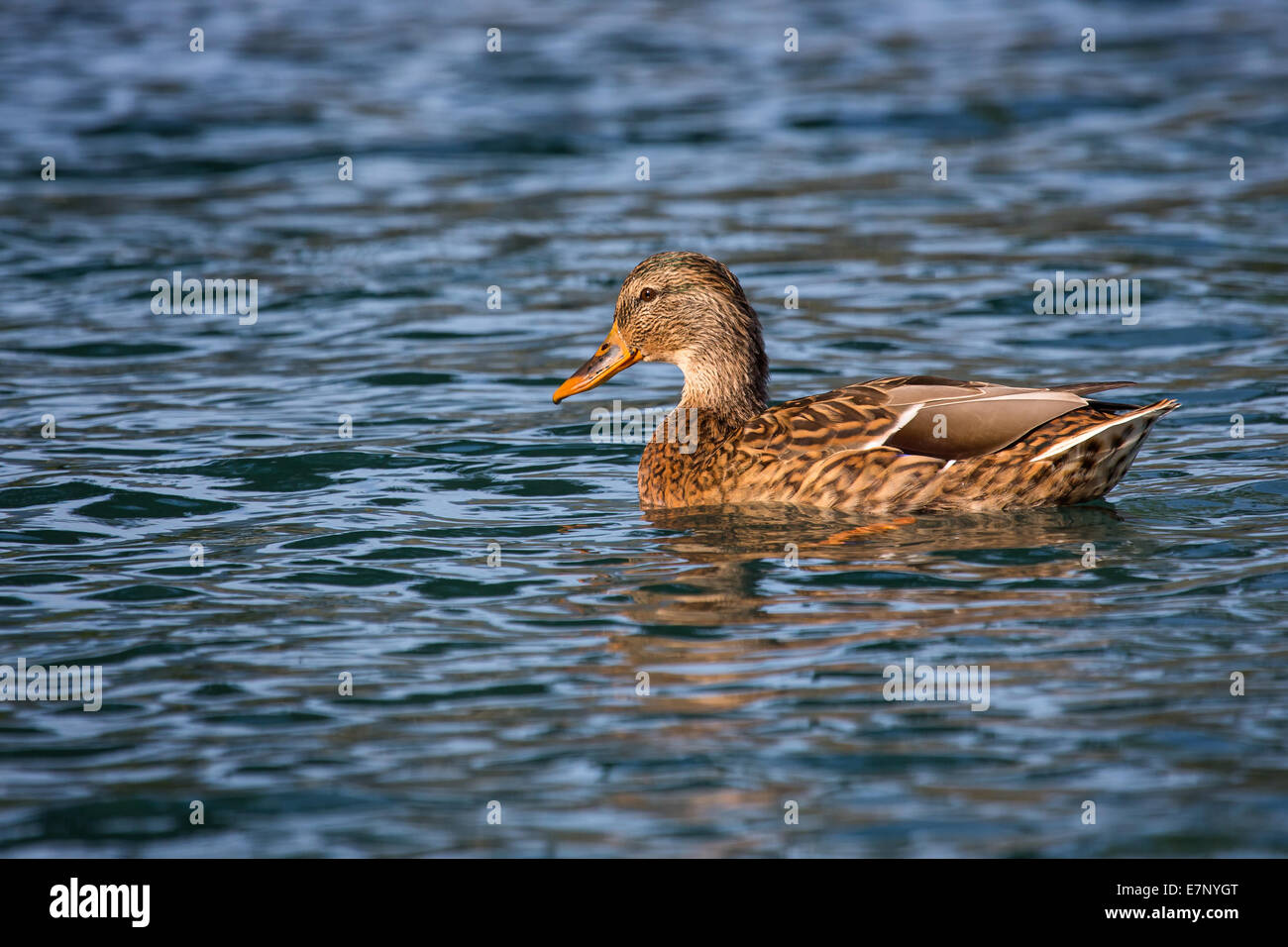 Bernese Oberland, ducks, Switzerland, mallard, lake Thun, animals ...