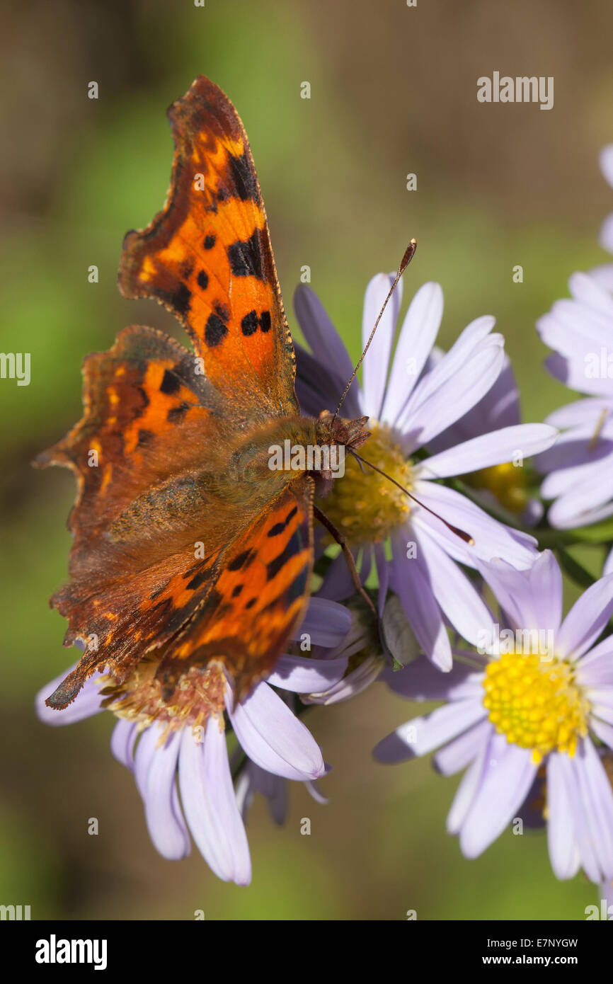 Flowers, garden, insects, nature, butterfly, animals, wilderness, wild ...