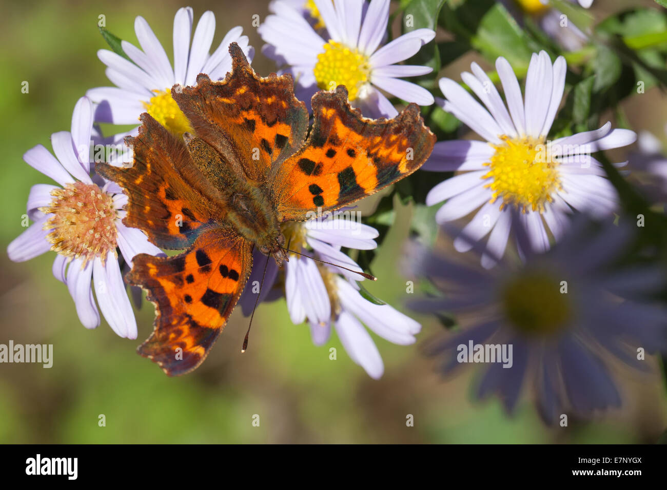 Flowers, garden, insects, nature, butterfly, animals, wilderness, wild ...