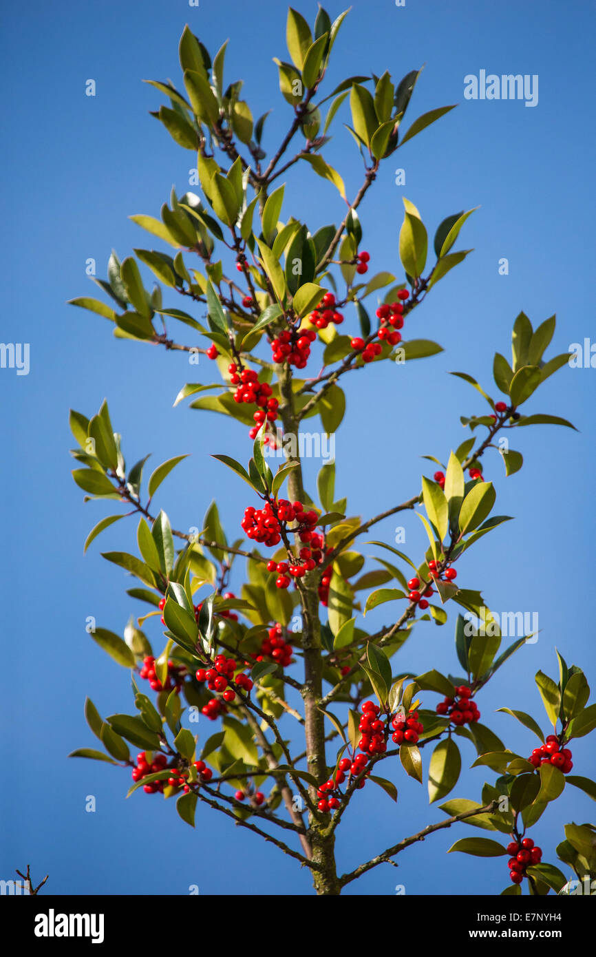 Berries, colors, autumn, autumn colors, plants, holly, shrubs, bushes ...