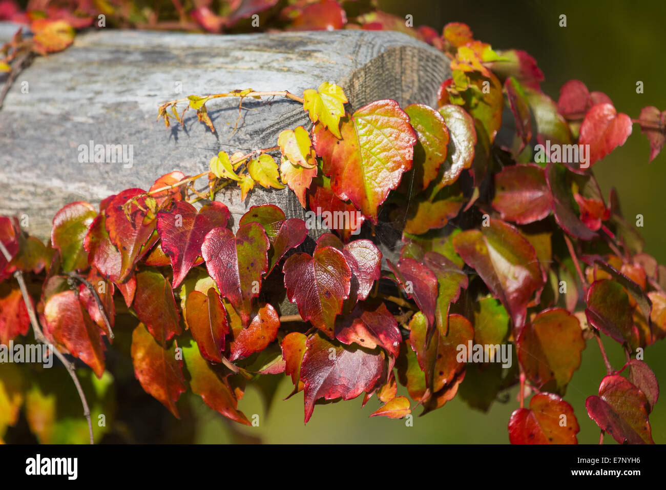 Leaves, colors, autumn, autumn colors, plants, shrubs, bushes ...