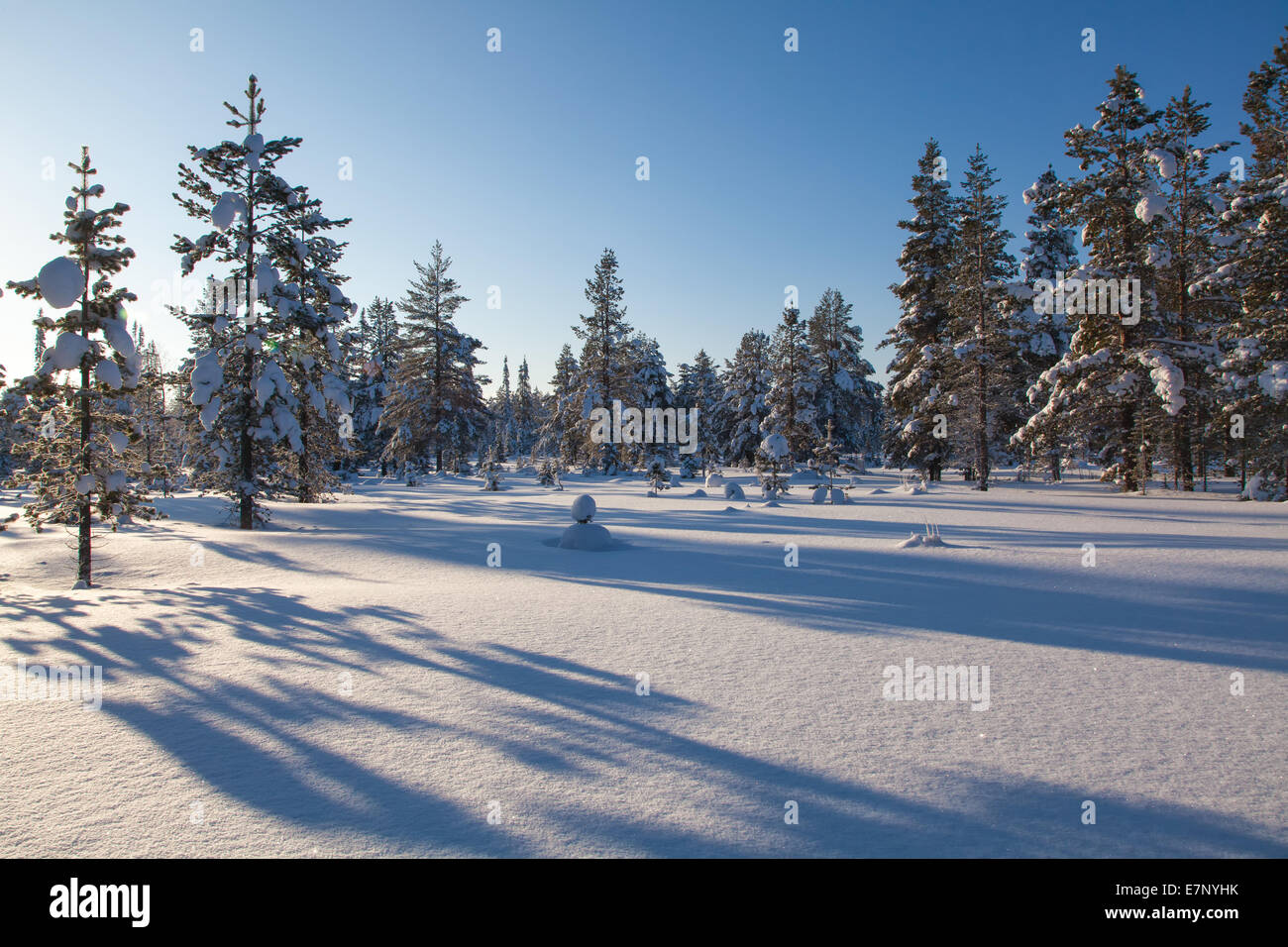 Trees, Europe, Finland, Kiilopää, scenery, landscape, Lapland, light ...