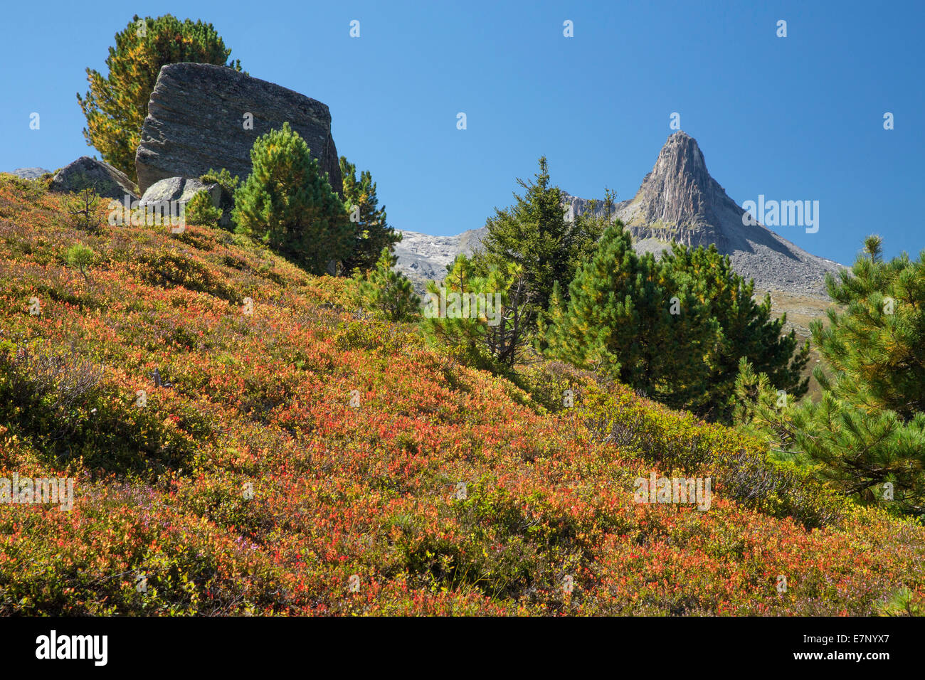 Valley of trees hi-res stock photography and images - Alamy