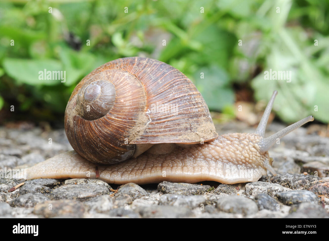 animal, animals, antenna, bark, biology, brown, close, close-up, detail ...