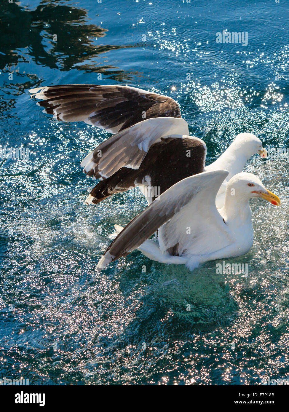 Animals nature and action. Flock of seagulls in fight for food in the ...