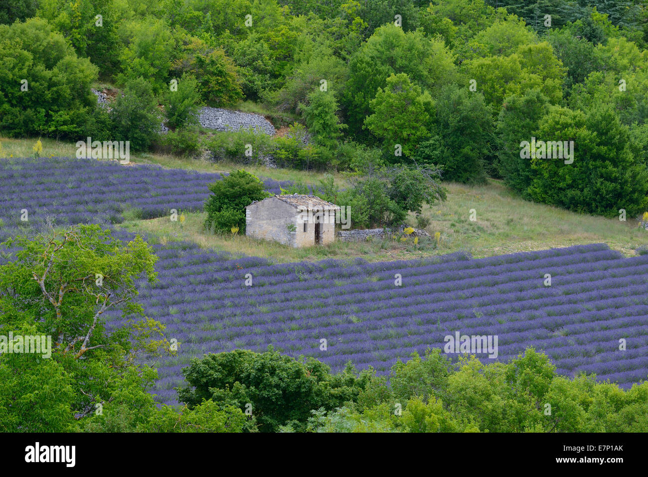 Europe, France, Provence, field, barn, landscape, lavender, bloom Stock ...