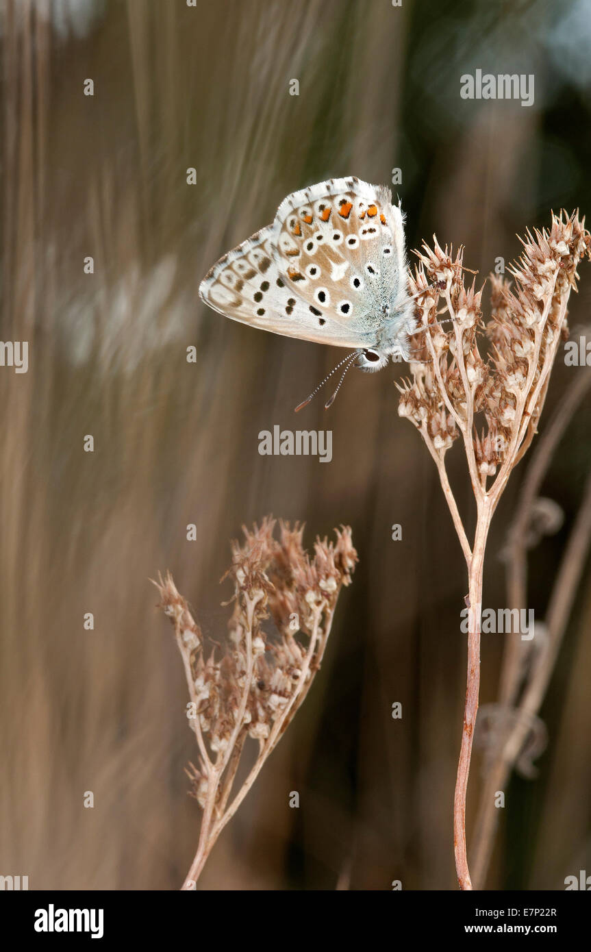Adonis blue, male, Polyomatus Bellargus, butterfly, vertical, Belargus ...