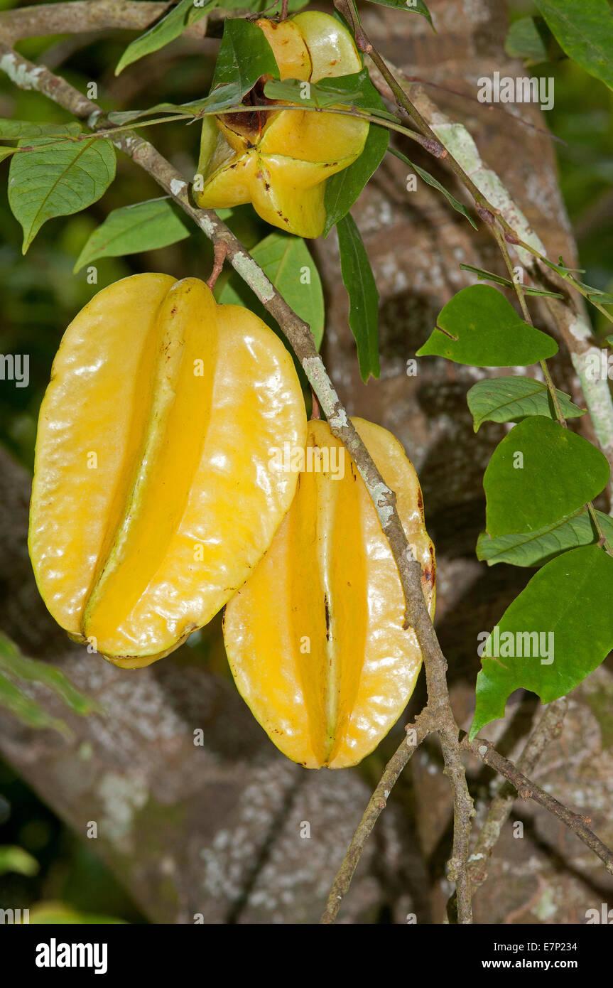 Carambola Fruit Stock Photos & Carambola Fruit Stock Images - Alamy