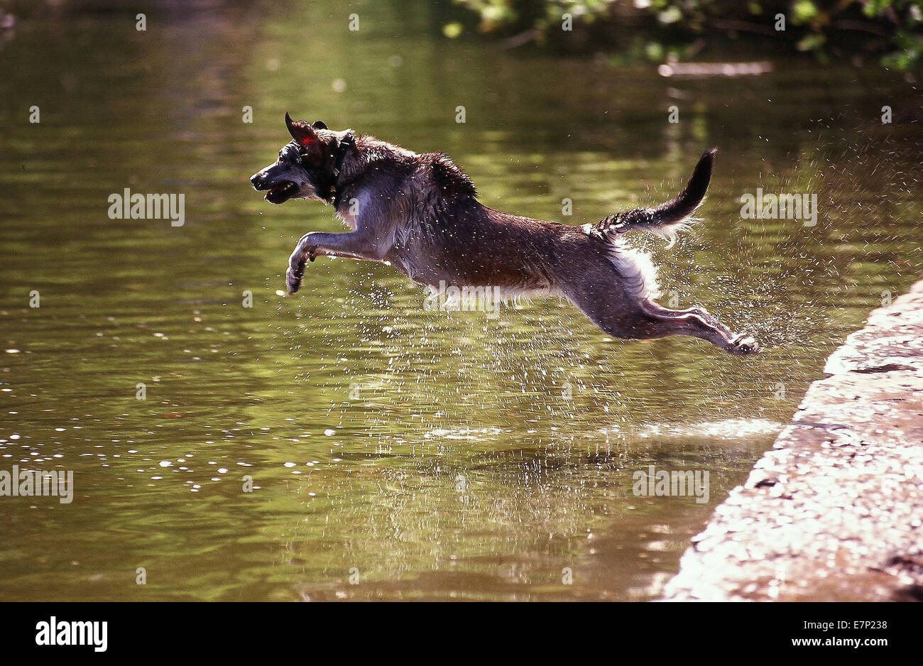 Dog, Jump, water, Canis familiaris Stock Photo - Alamy