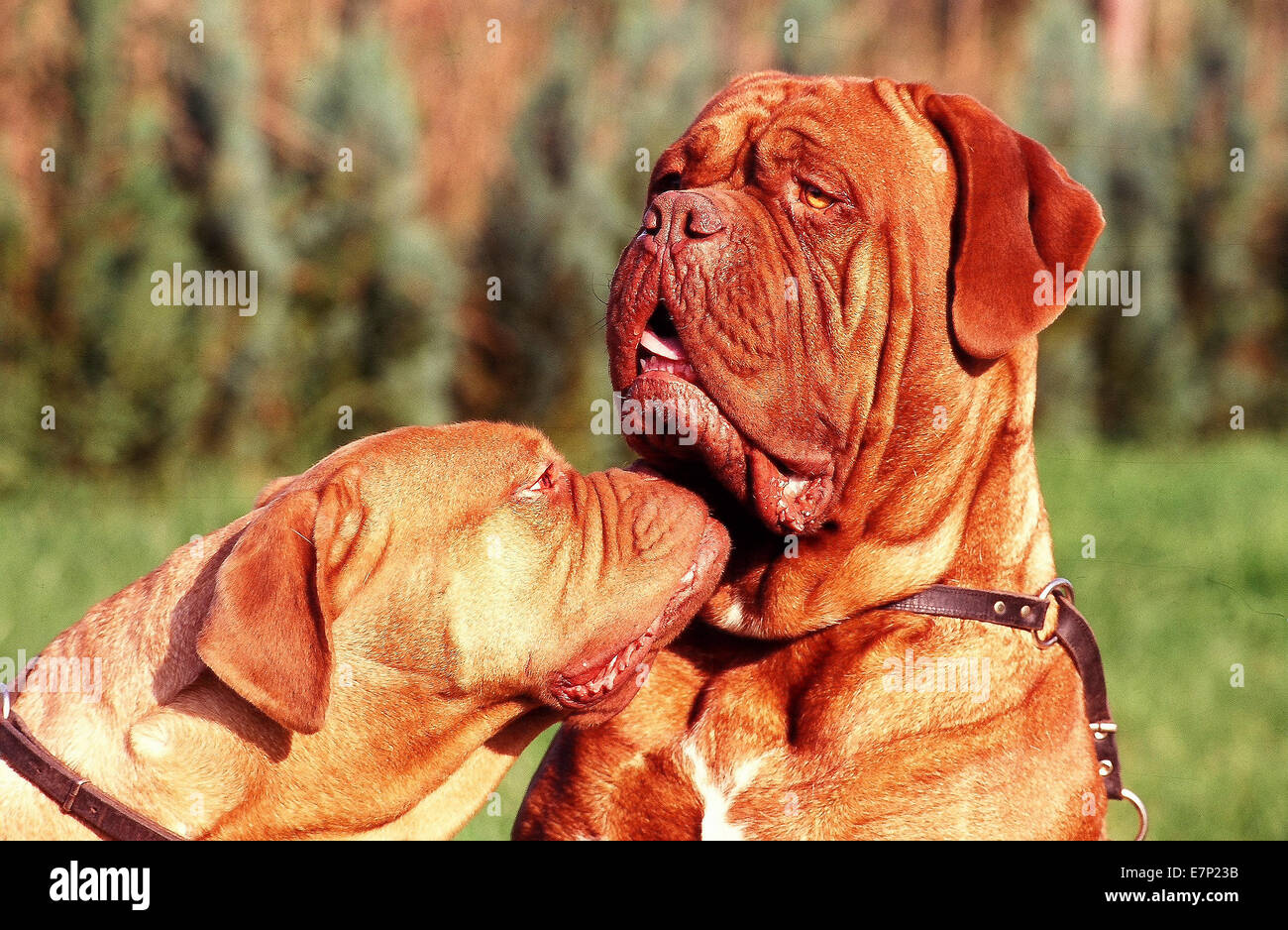 Should I Get A Boy Or Girl Dogue