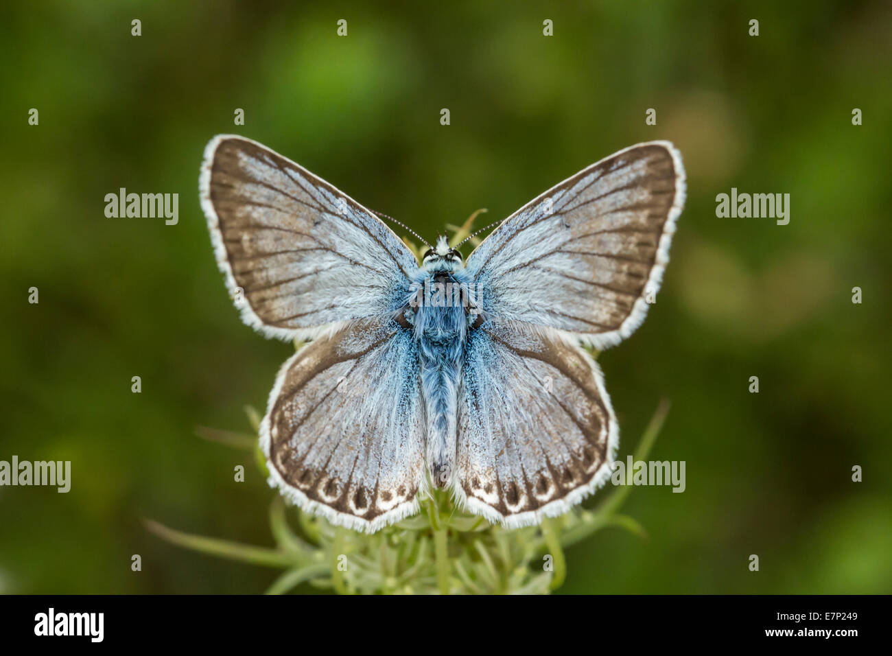 Animal, Insect, Butterfly, Lepidoptera, Blue, Polyommatus coridon ...