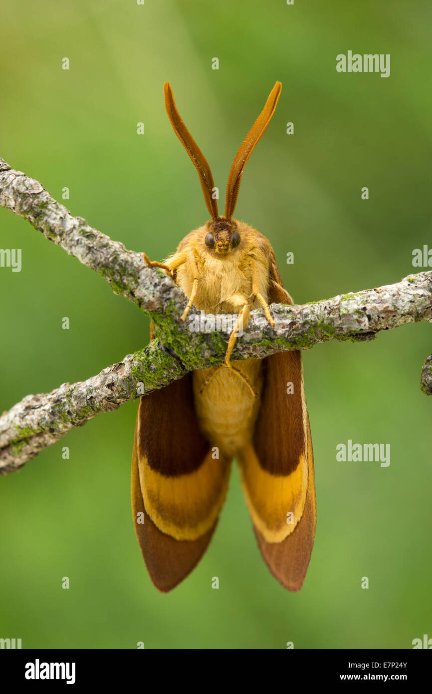 Lepidoptera butterfly moth hi-res stock photography and images - Alamy