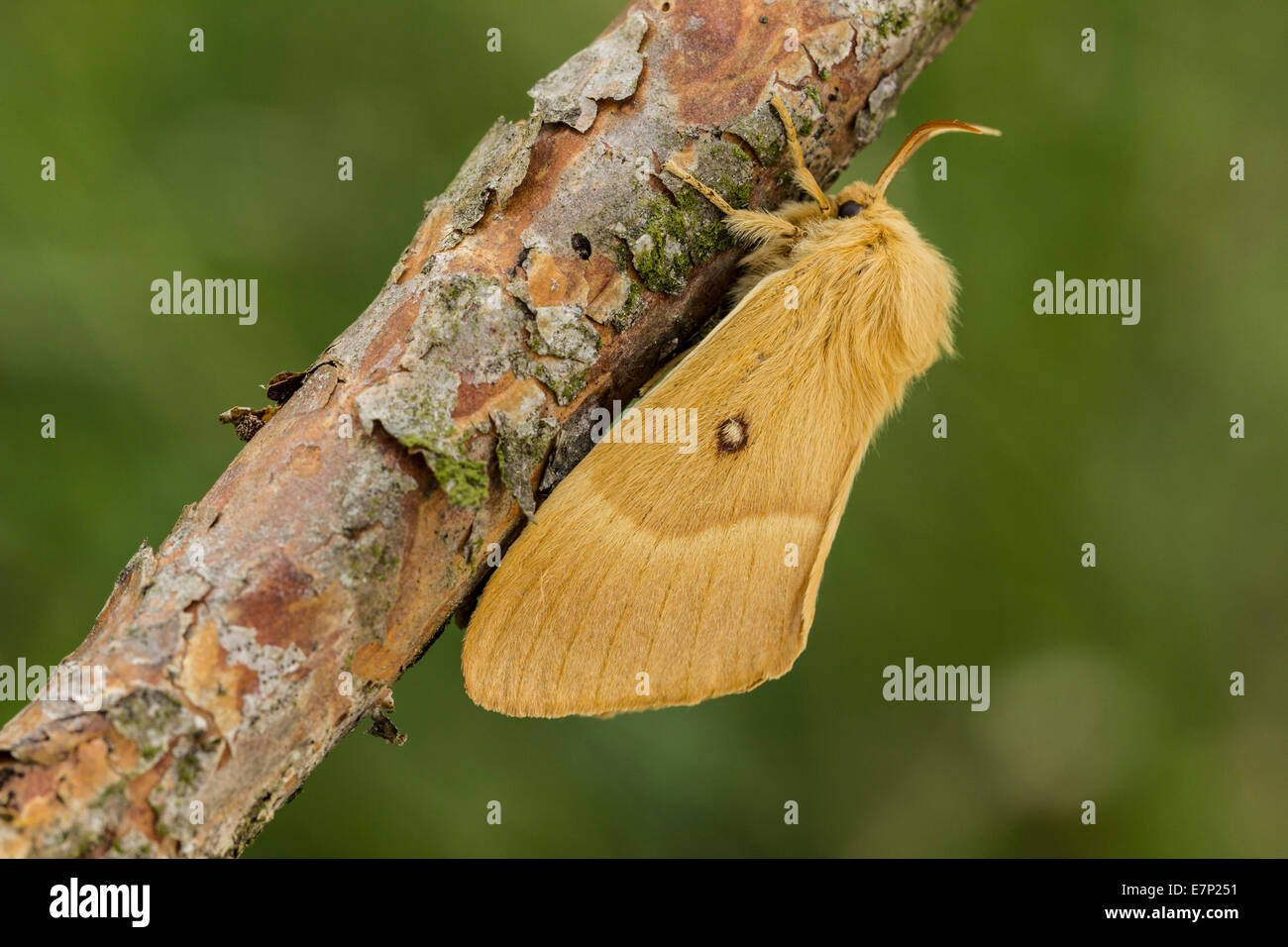 Animal, Insect, Butterfly, Moth, Braun, Lepidoptera, Lasiocampa ...