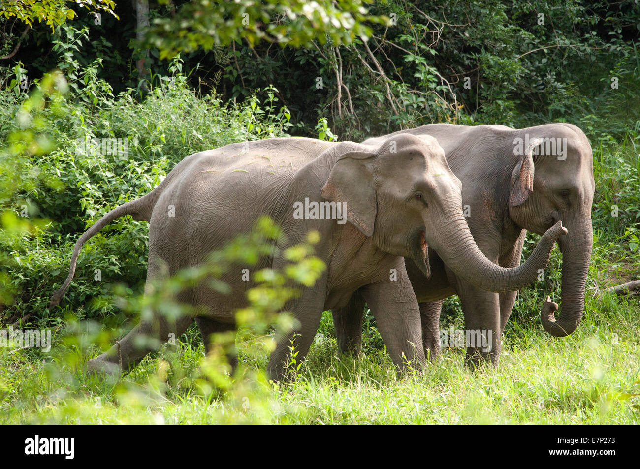 Two elephants elephant hi-res stock photography and images - Alamy