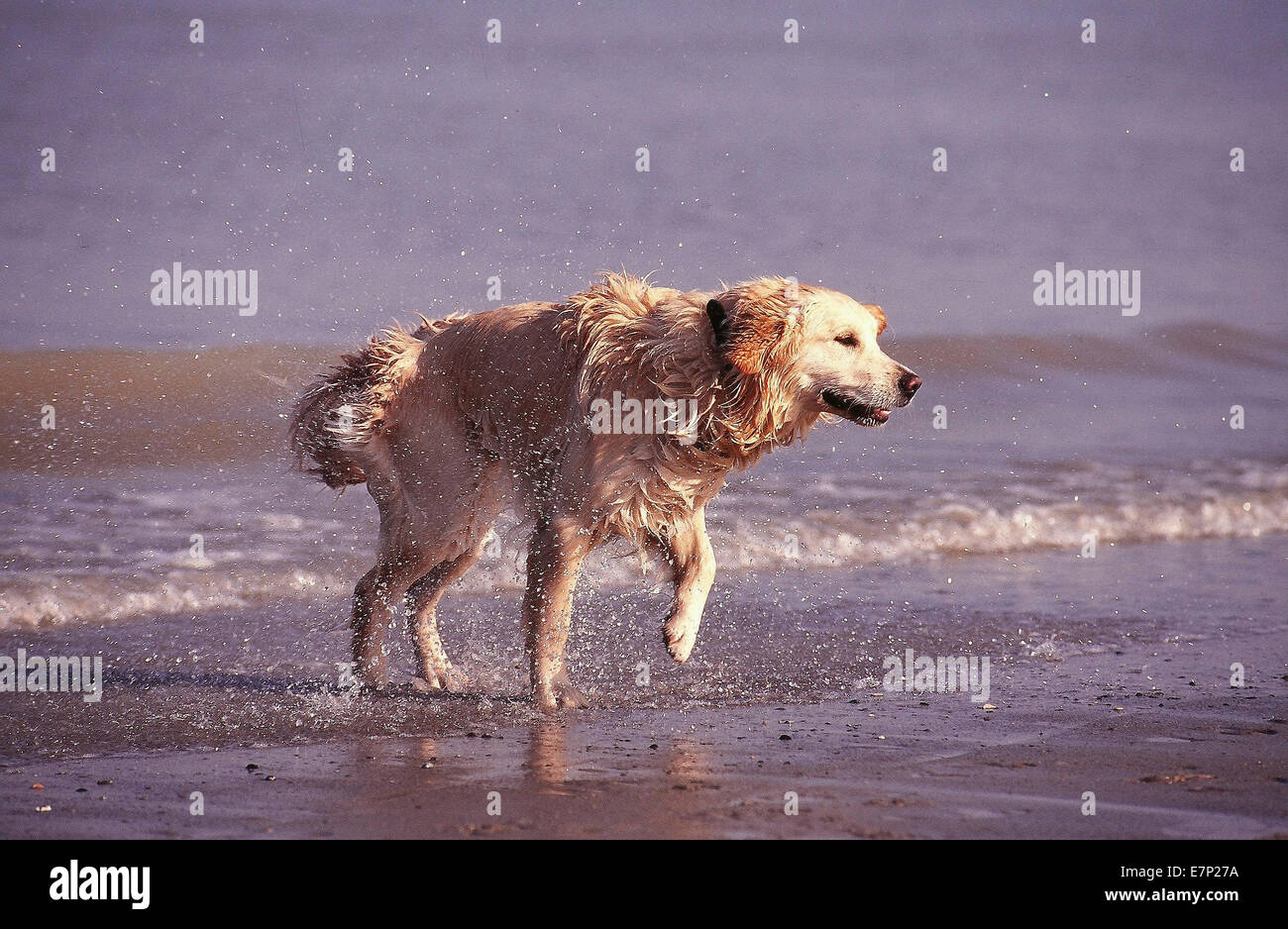 Golden retriver, sea, dog, water, shaking, animal Stock Photo - Alamy