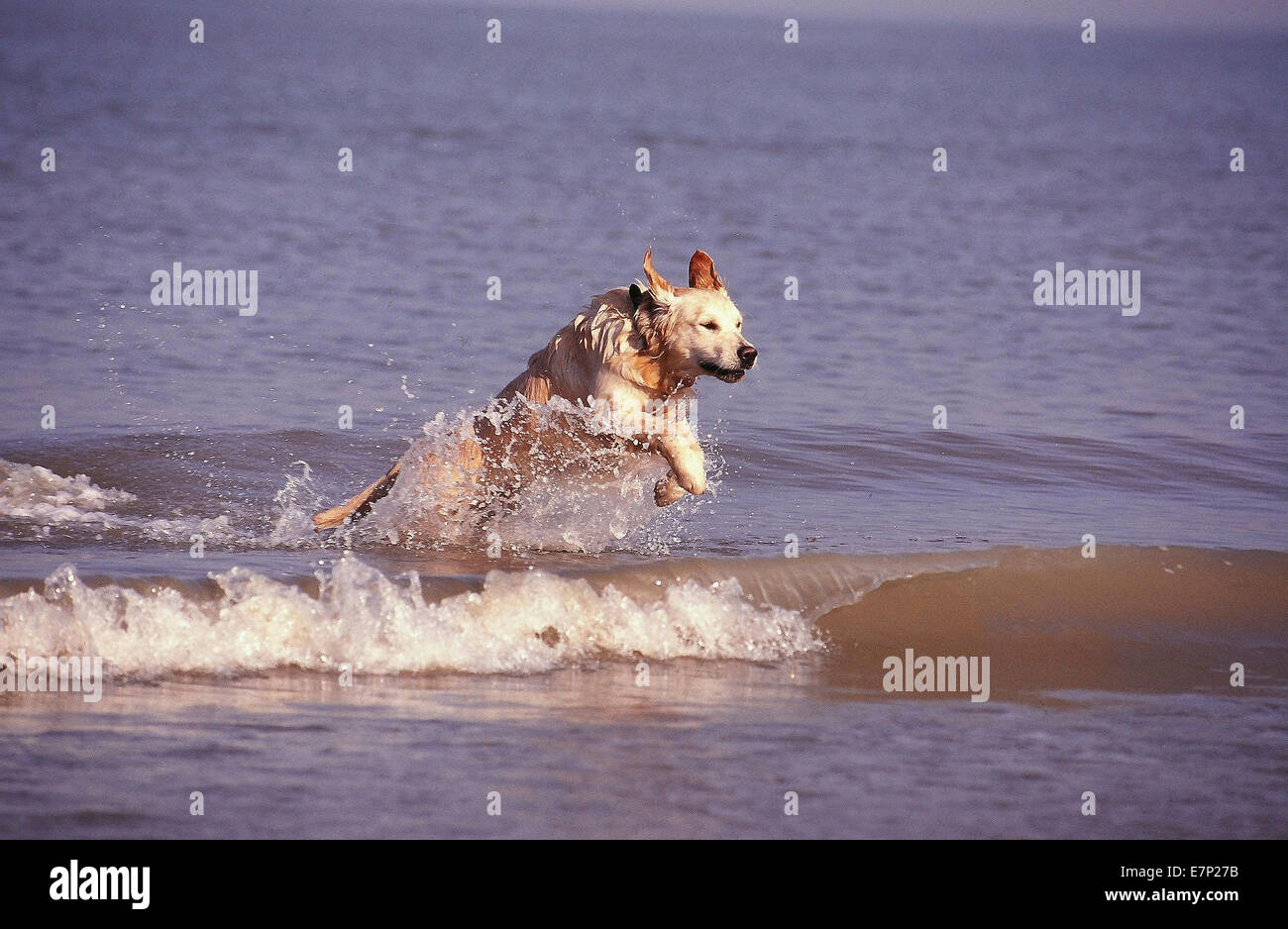 Golden retriver, sea, dog, water, animal Stock Photo - Alamy