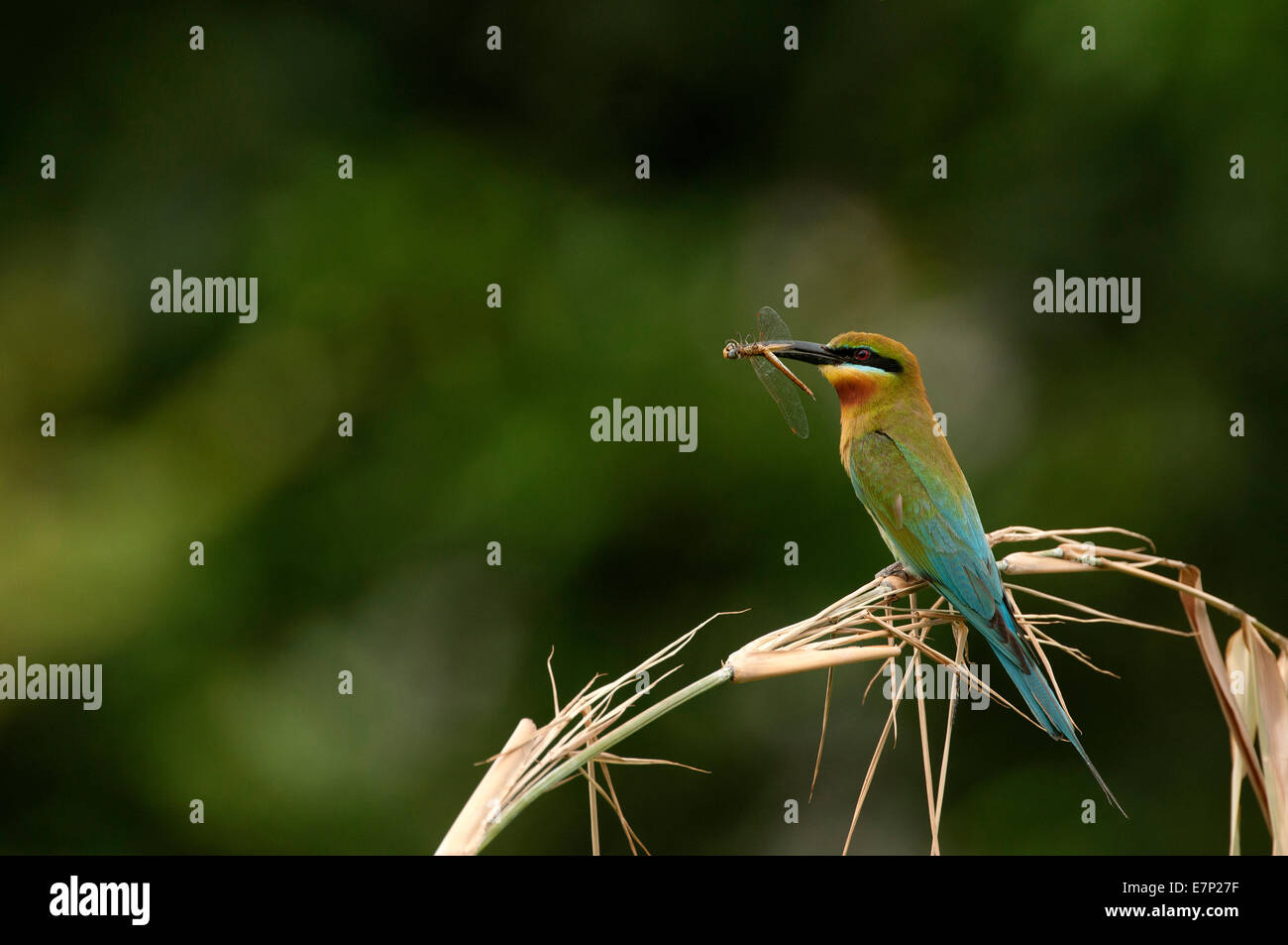 Blue Tailed, Bee Eater, prey, Merops philippinus, Thailand, Asia, bird ...