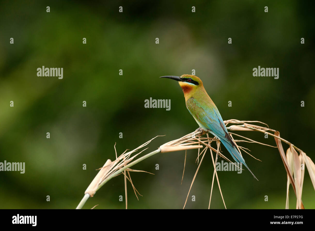 Blue Tailed, Bee Eater, Merops philippinus, Thailand, Asia, bird Stock Photo - Alamy