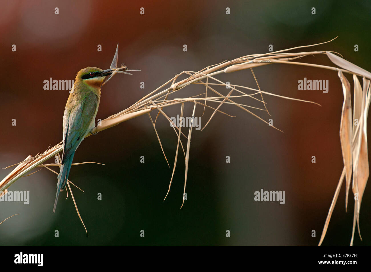Blue Tailed, Bee Eater, prey, Merops philippinus, Thailand, Asia, bird Stock Photo - Alamy