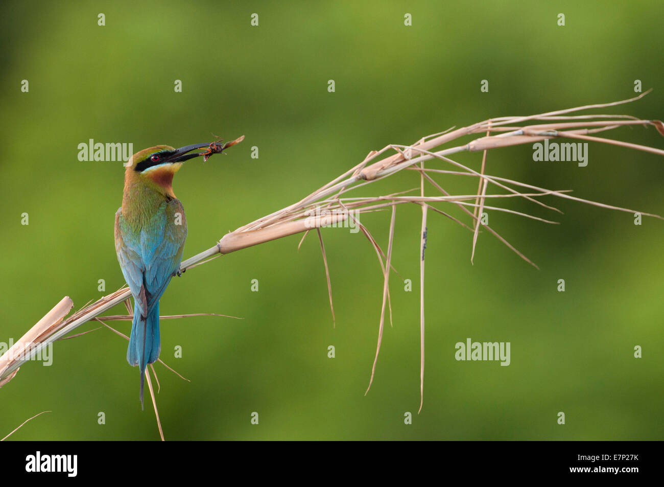 Blue Tailed, Bee Eater, prey, Merops philippinus, Thailand, Asia, bird Stock Photo - Alamy