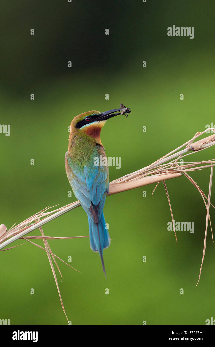Blue Tailed, Bee Eater, prey, Merops philippinus, Thailand, Asia, bird Stock Photo - Alamy