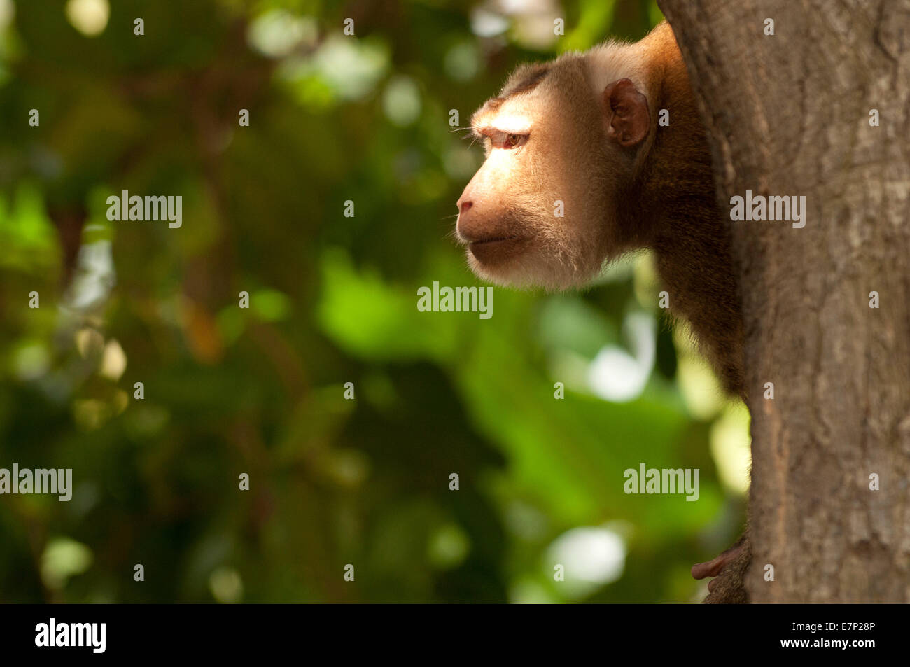 Northern Pig tailed Macaque, Macaca leonina, Portrait, Thailand, Asia ...
