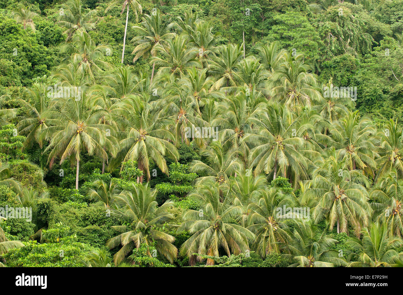 palm trees, jungle, Koh Samui, Thailand, Asia, landscape, green Stock ...