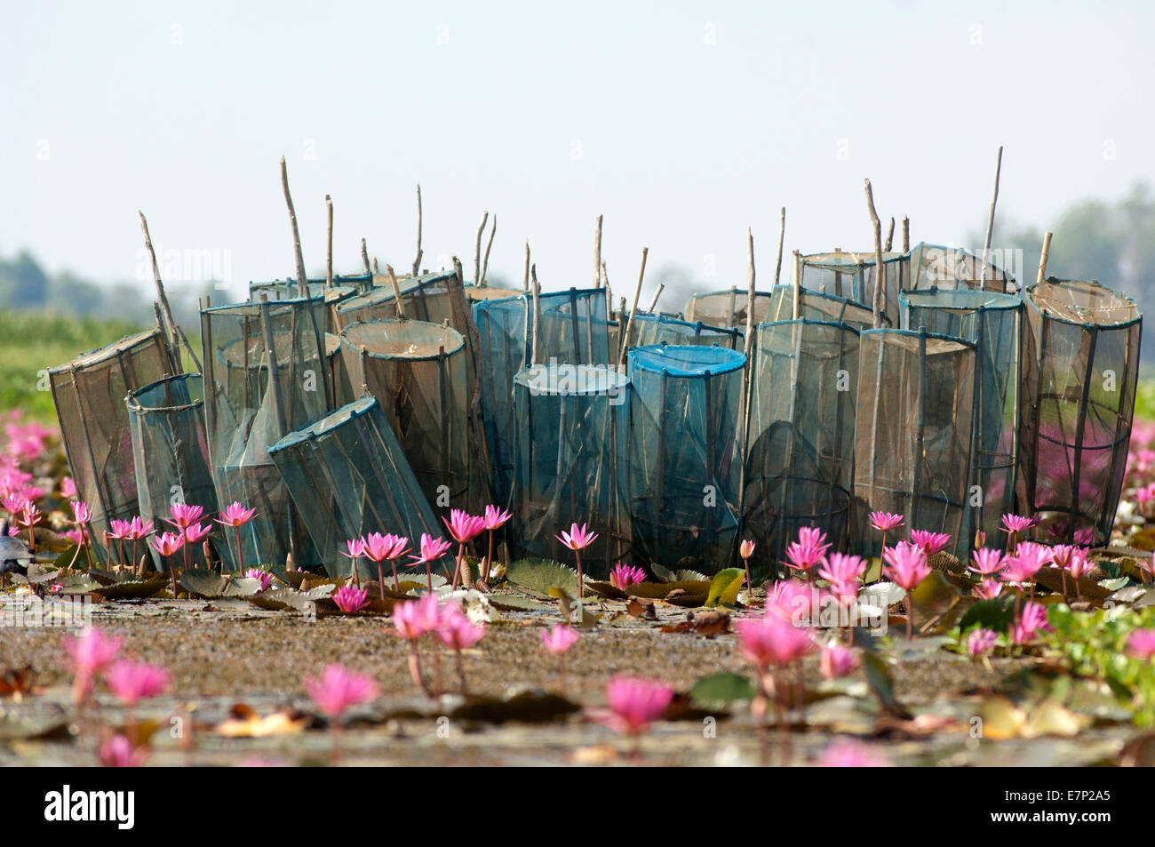 fishing, bow net, Fish trap, Tale Noi, Thailand, Asia Stock Photo - Alamy