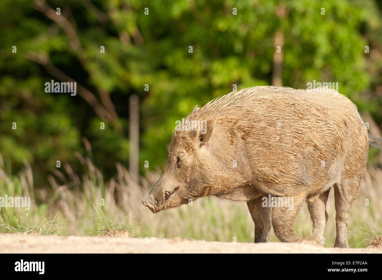 Pig sus scrofa hi-res stock photography and images - Alamy