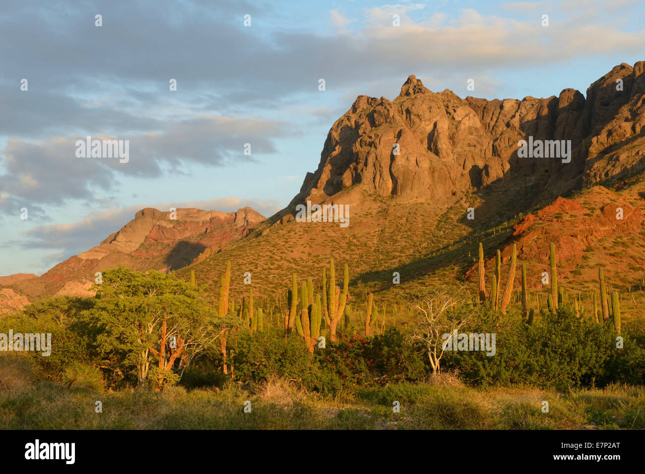Mexico, North America, Baja, Baja California, La Paz, desert, landscape ...