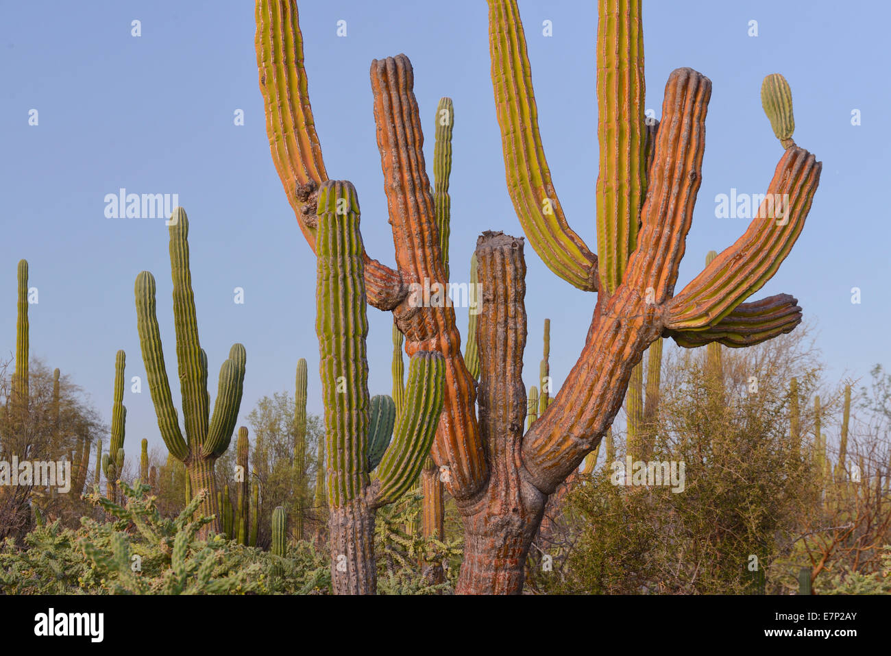 Mexico, North America, Baja, Baja California, La Ventana, desert ...