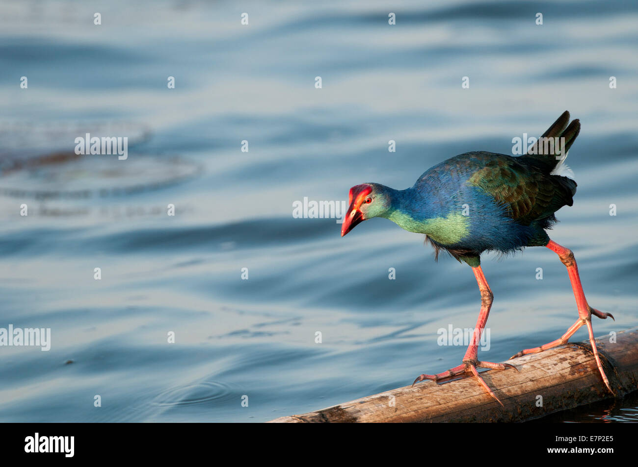 Purple Swamphen, bird, grey-headed swamphen, purple coot, purple ...