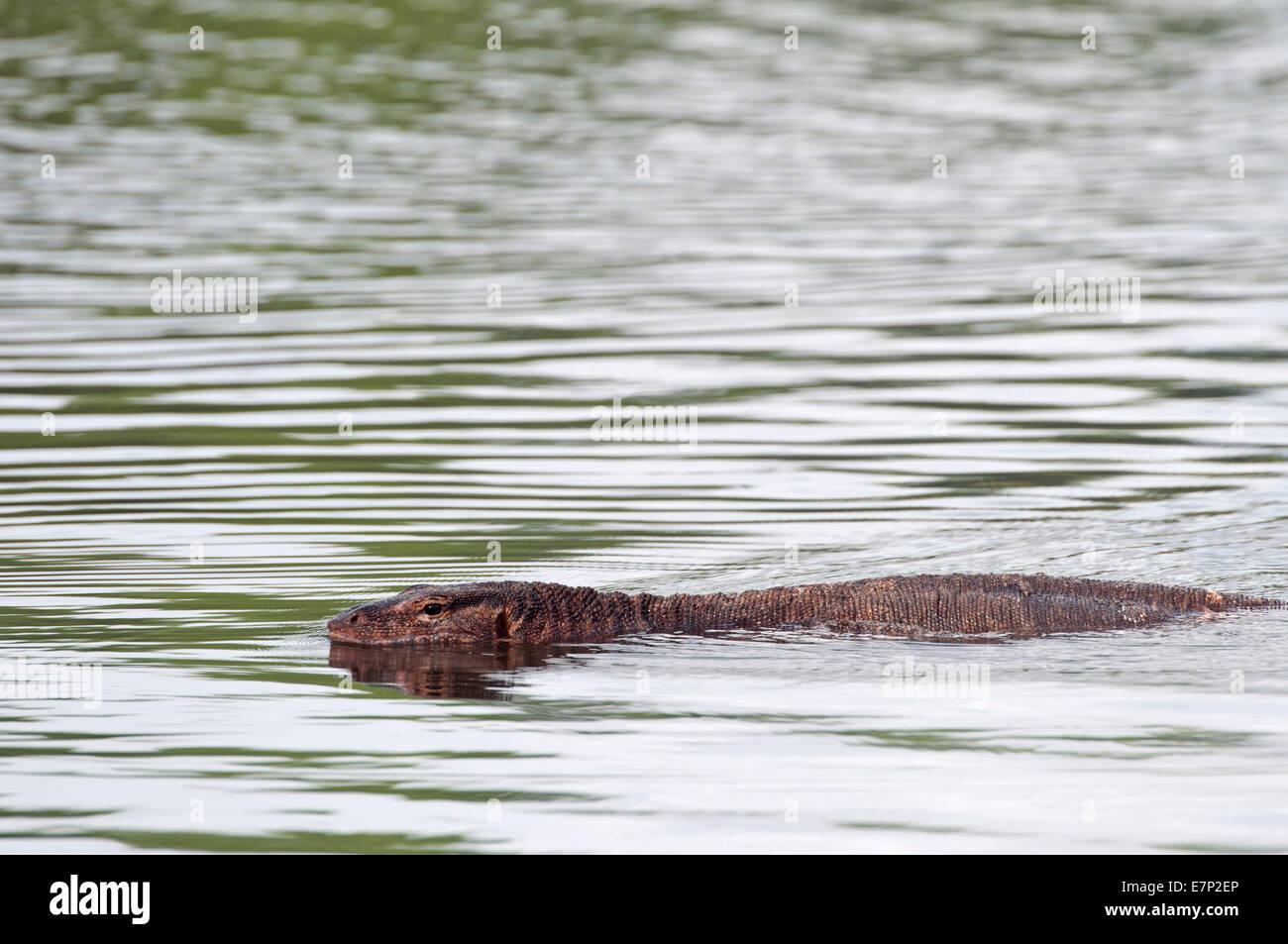 Dumeril's Monitor Lizard, Thailand, Asia, lizard, river, Varanus ...