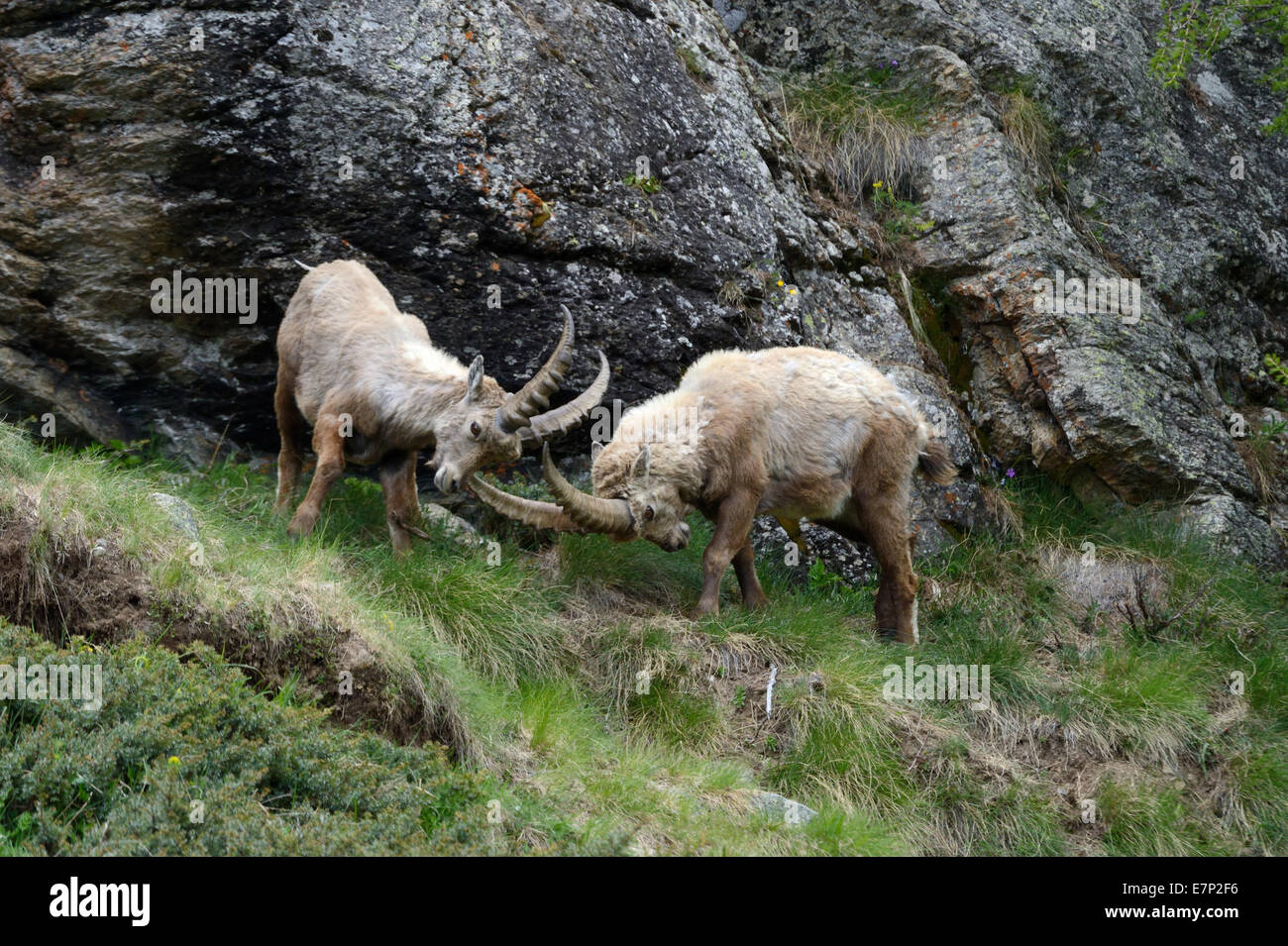 Cloven hoofed goat hi-res stock photography and images - Alamy