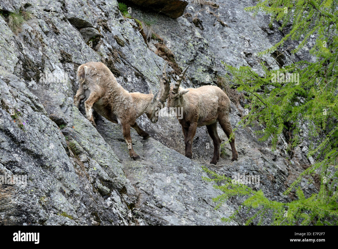 Capricorn, Ibex, mountain nanny goat, cloven-hoofed animal, horns ...