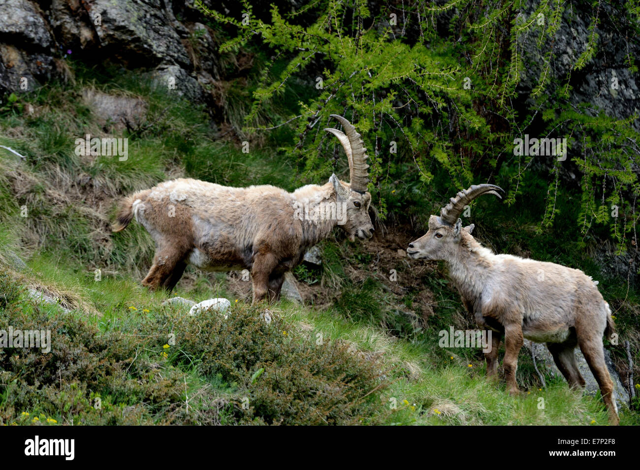 Capricorn, Ibex, mountain nanny goat, cloven-hoofed animal, horns ...