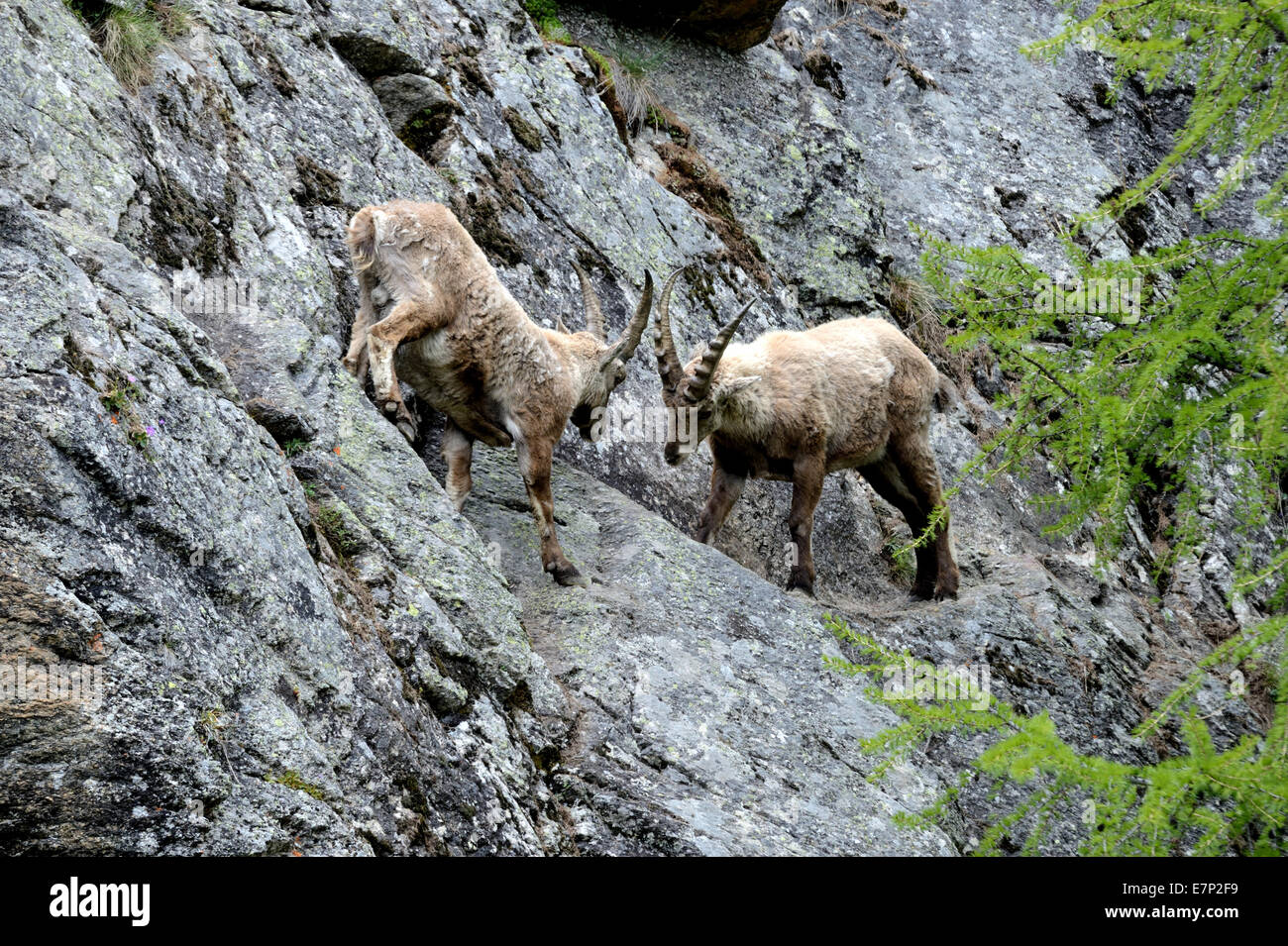 Capricorn, Ibex, mountain nanny goat, cloven-hoofed animal, horns ...