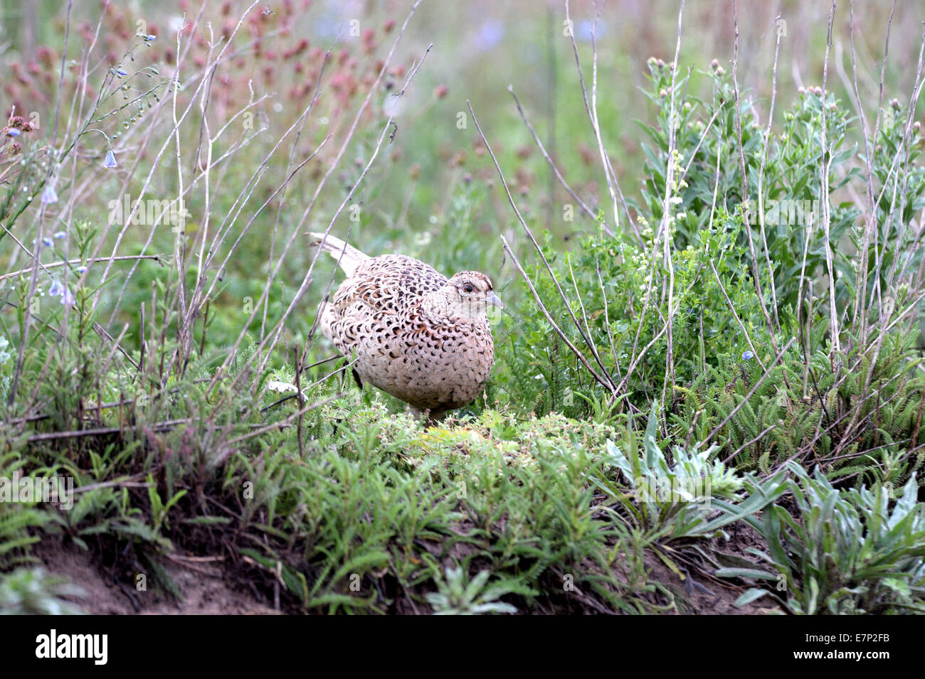 Pheasant, common pheasant, gallinaceous birds, Phasianus colchicus ...