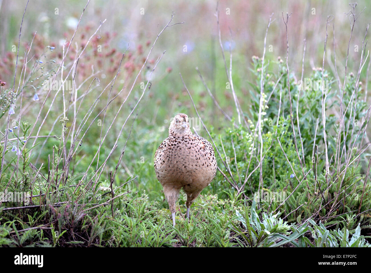 Pheasant, common pheasant, gallinaceous birds, Phasianus colchicus ...