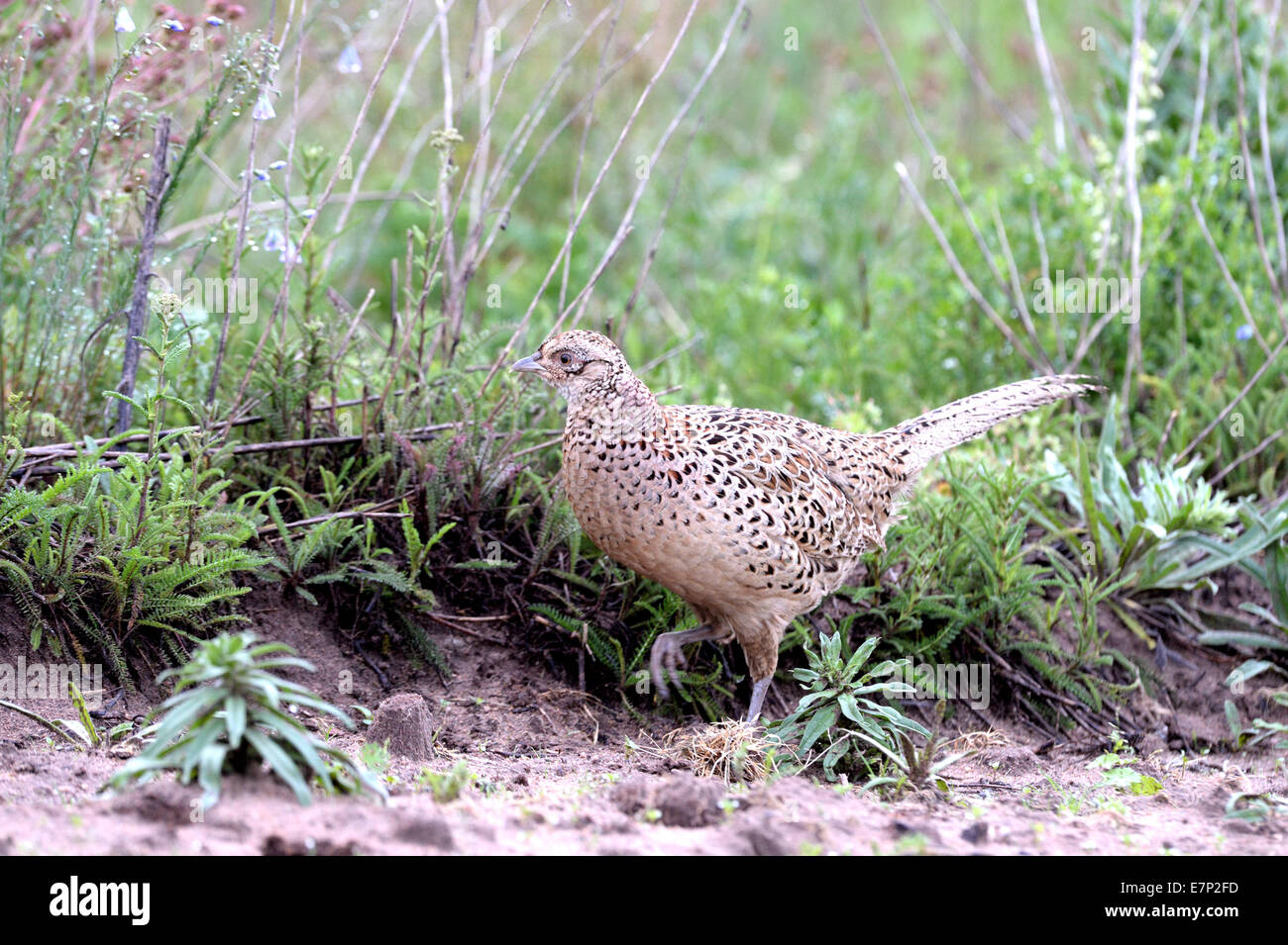 Pheasant, common pheasant, gallinaceous birds, Phasianus colchicus ...