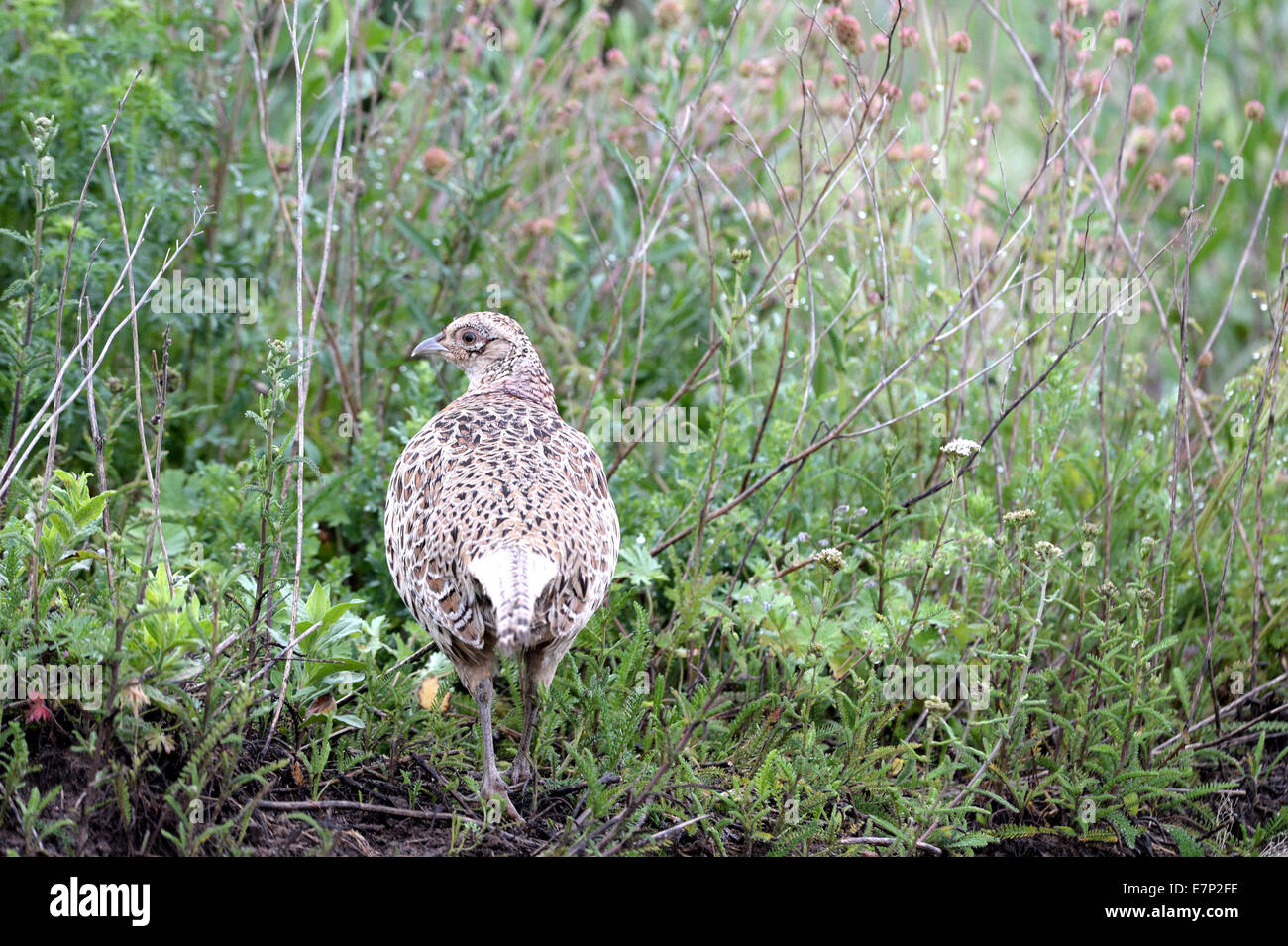 Gallinaceous hen hi-res stock photography and images - Alamy