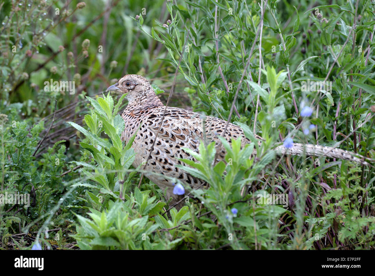 Pheasant, common pheasant, gallinaceous birds, Phasianus colchicus ...