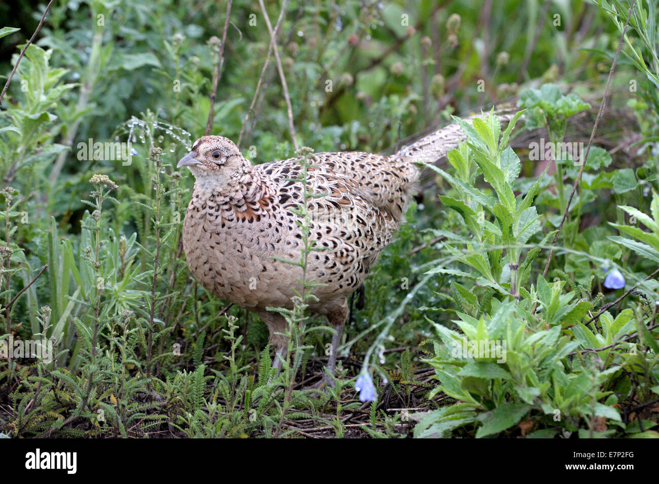 Pheasant, common pheasant, gallinaceous birds, Phasianus colchicus ...