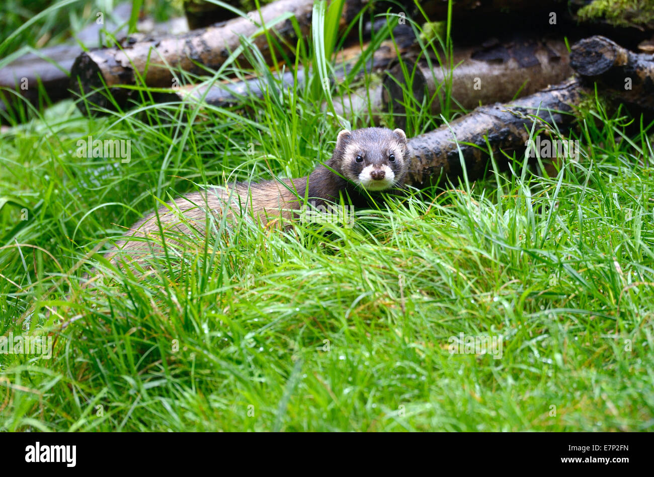Polecat, mustelidae, polecats, European polecat, predator, Nocturnal ...