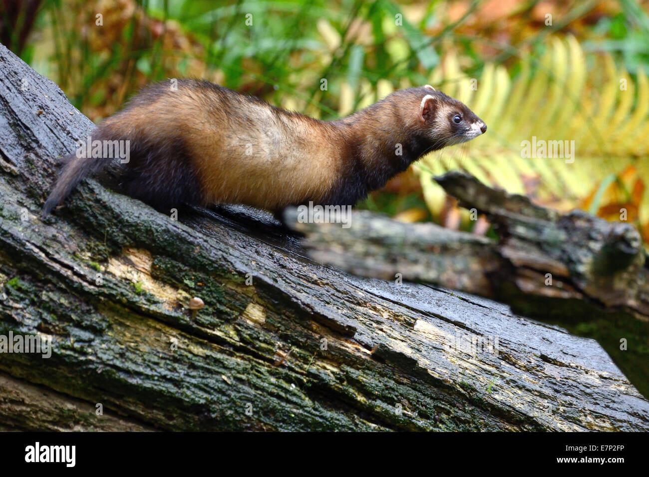 Night mustelidae hi-res stock photography and images - Alamy